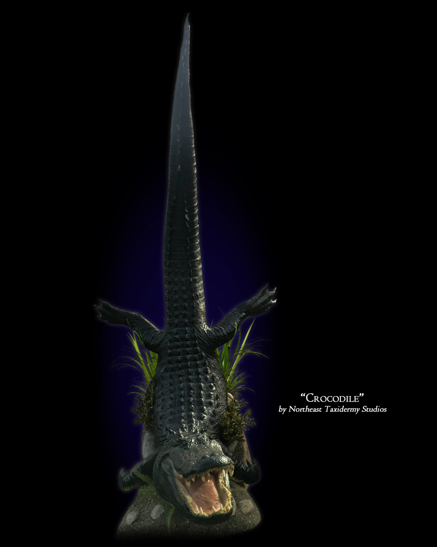 Crocodile Taxidermy, Museum Quality Crocodile Mounts